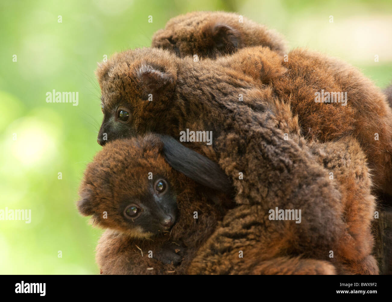 Cute Red-bellied Lemur with baby (Eulemur rubriventer Stock Photo - Alamy
