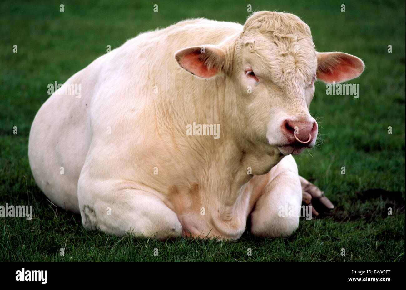 Bulky hi-res stock photography and images - Alamy