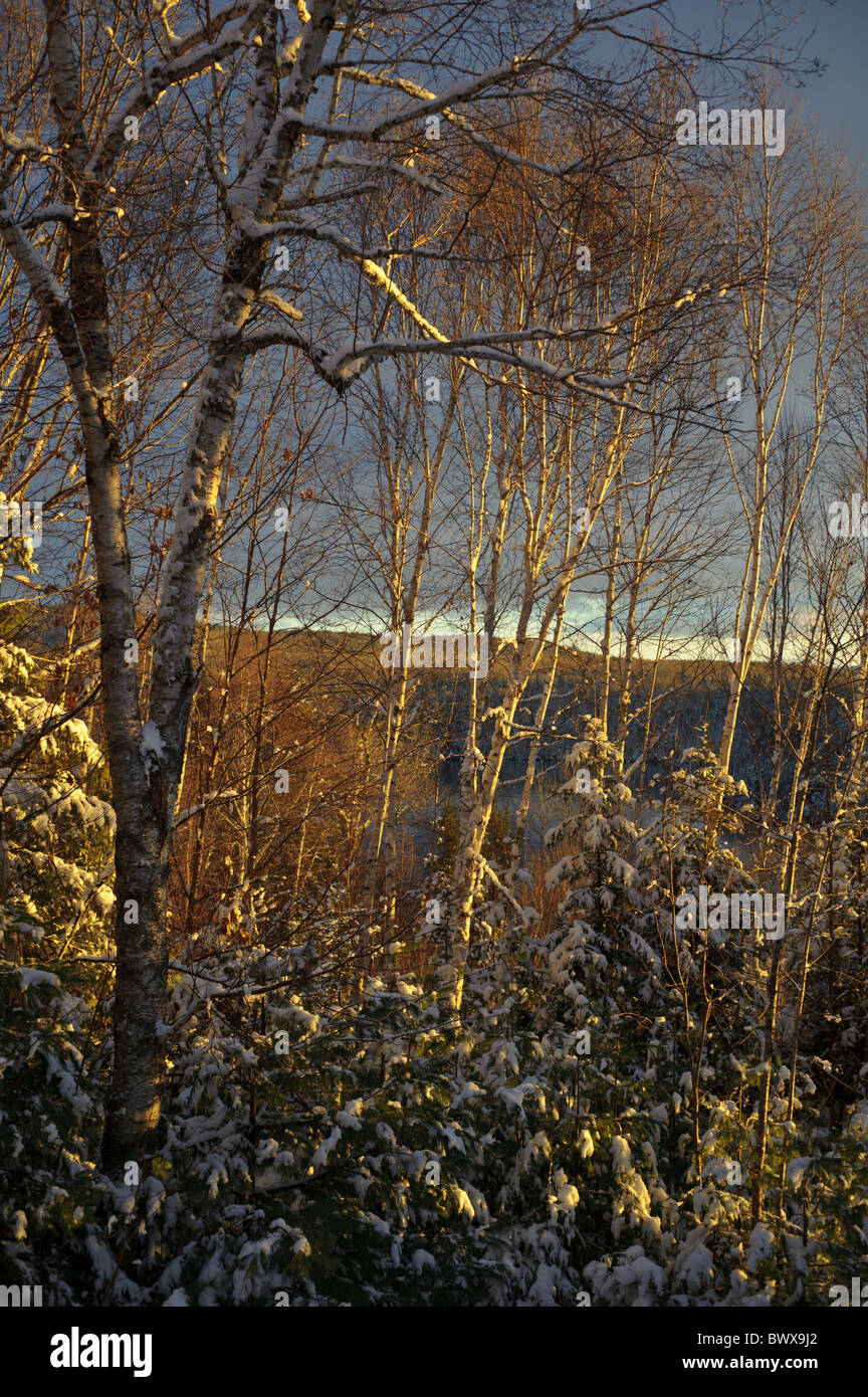 Hardwood trees in late fall sunshine at sunset with first dusting of ...