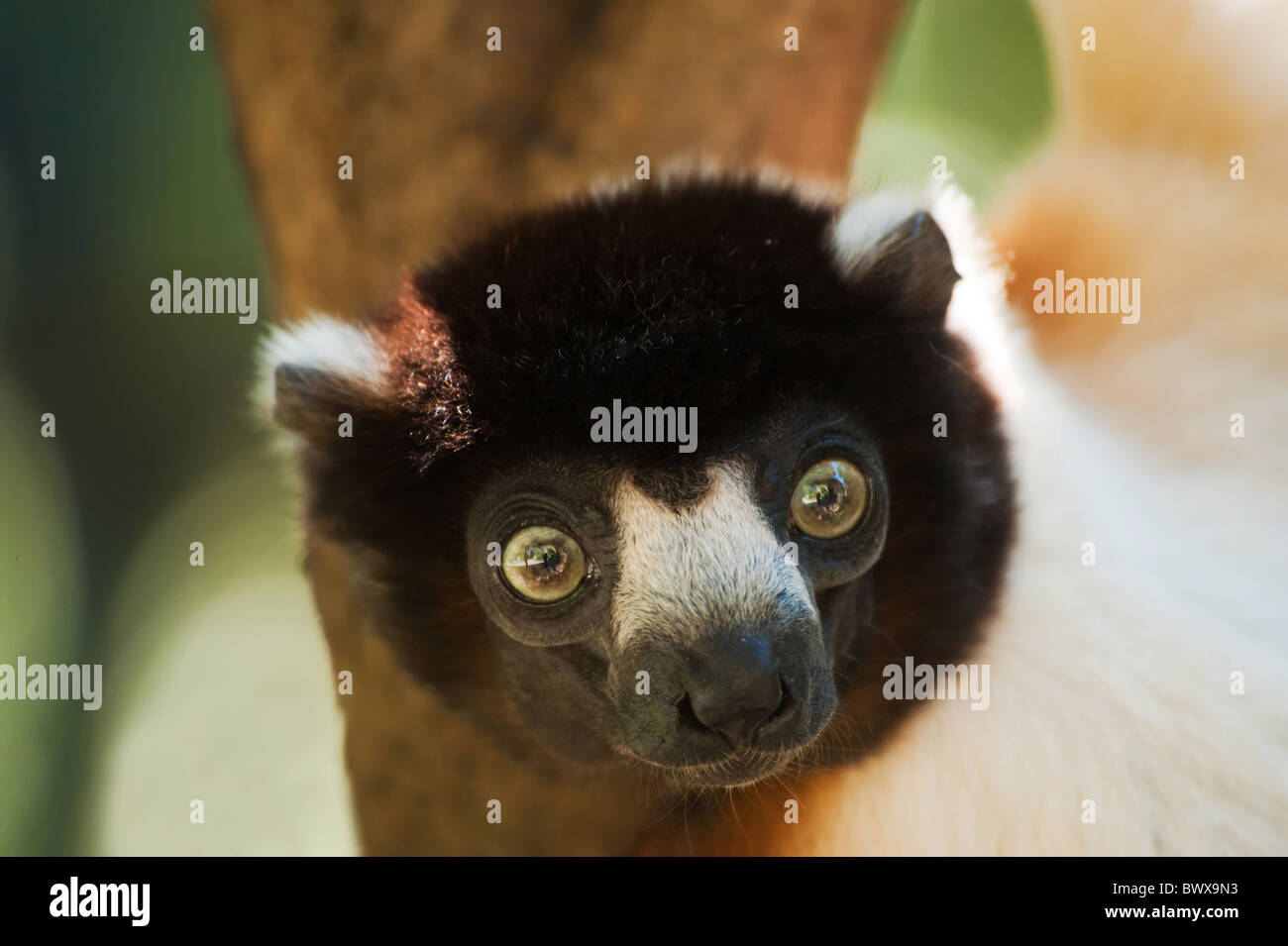 A cute crowned sifaka (Propithecus coronatus) in a tree Stock Photo - Alamy