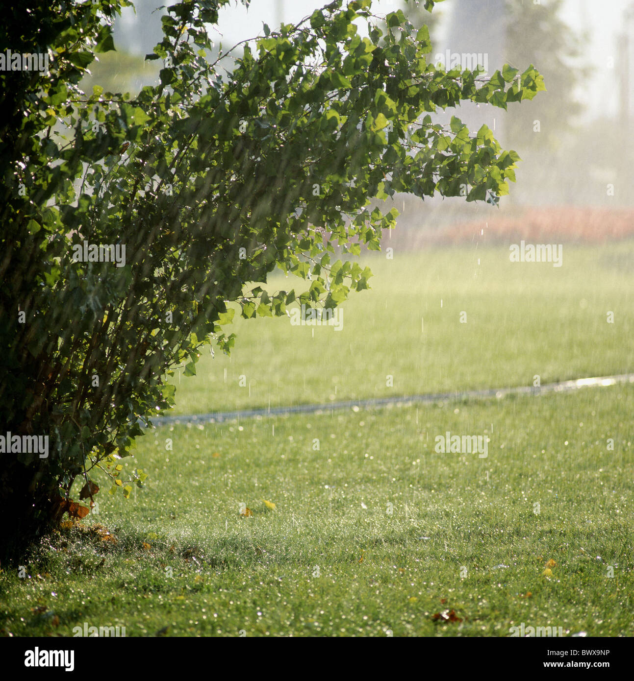 lawns rains shrub bush wet. Thunderstorm gate Stock Photo - Alamy