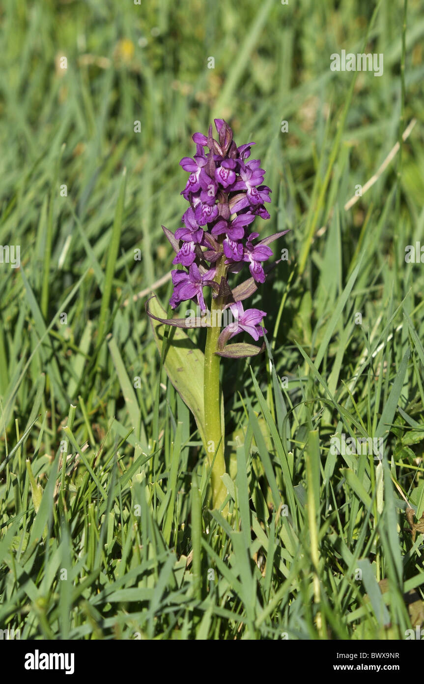 plant orchid flower marsh pyrenees spain flower flowers plant plants ...