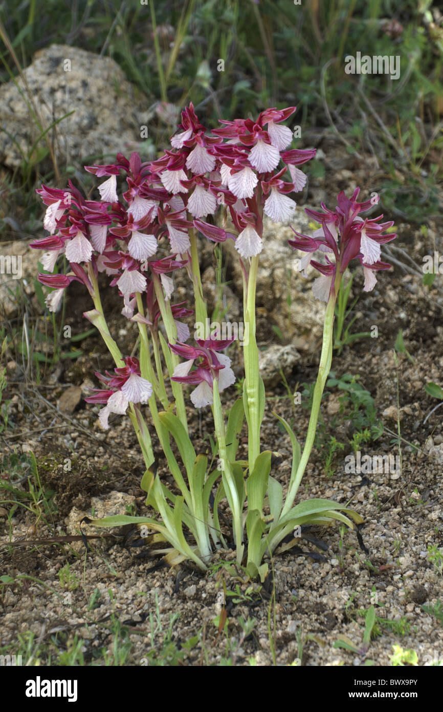 Pink Butterfly Orchid Orchis papilionacea var Stock Photo - Alamy