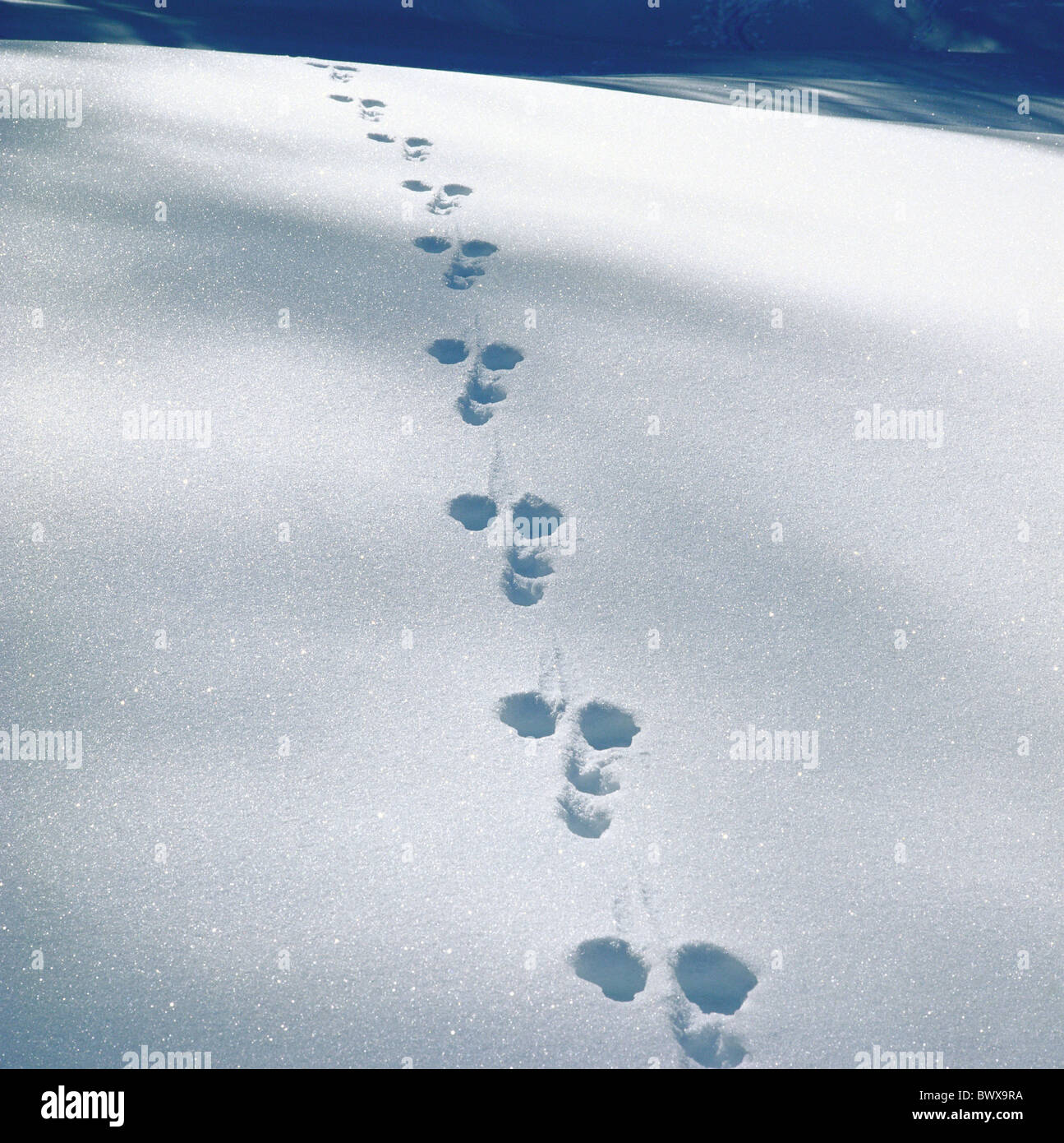 snow animal tracks winter white track trace Stock Photo - Alamy