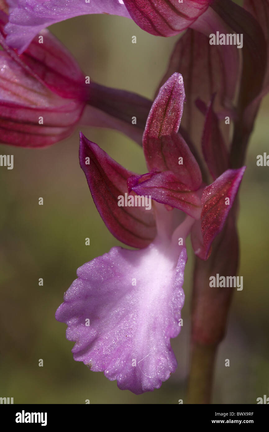 Pink Butterfly Orchid Orchis papilionacea Stock Photo - Alamy