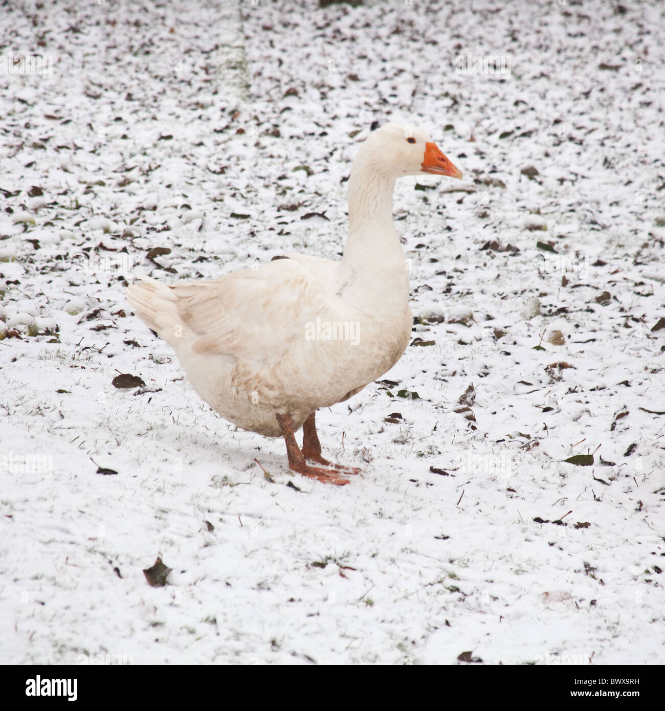 Bremen Geese High Resolution Stock Photography and Images - Alamy