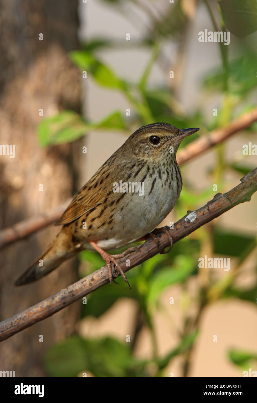 Locustella lanceolata hi-res stock photography and images - Alamy