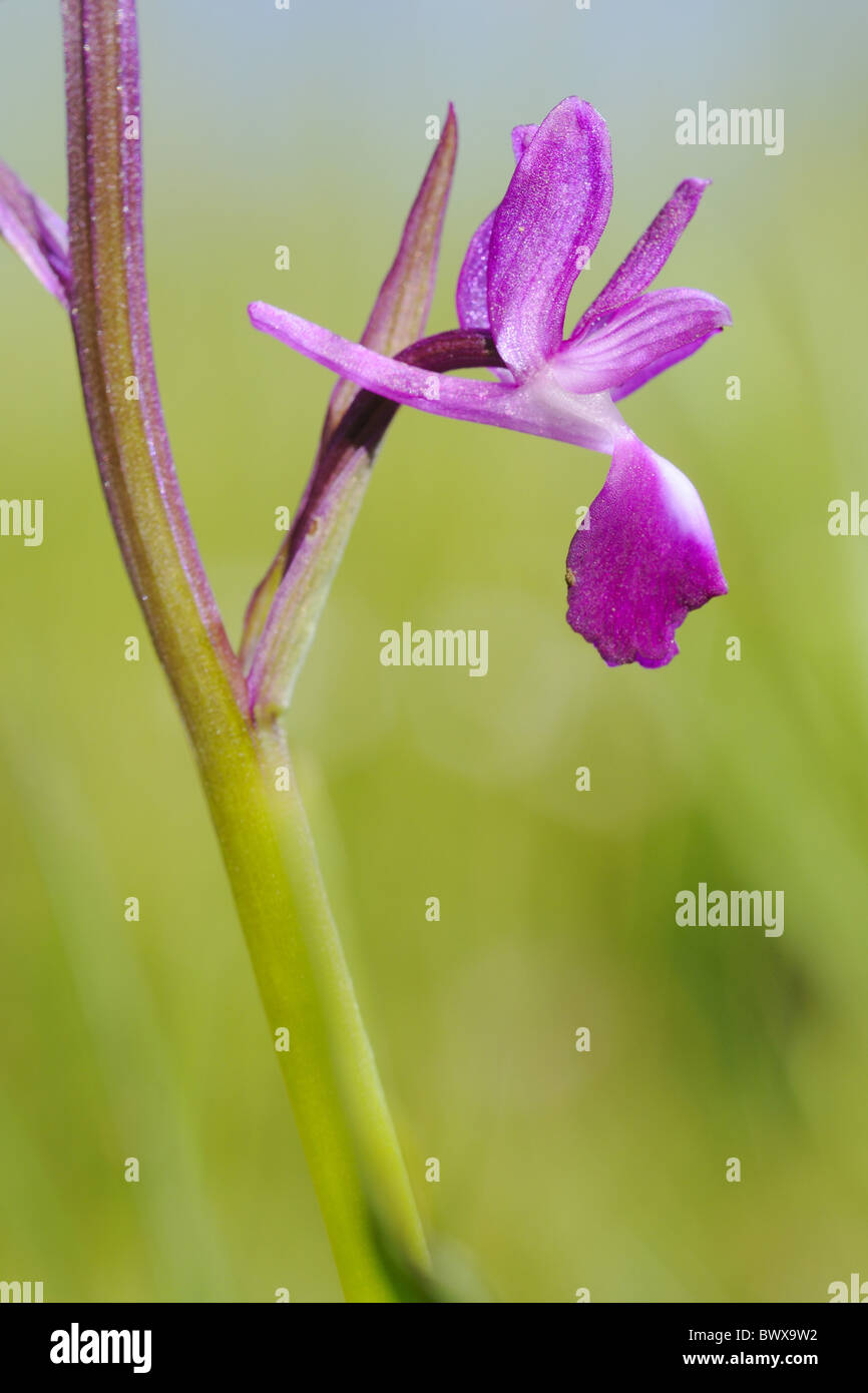 Orchis longicornu orchid Italy flower flowers plant plants orchid ...