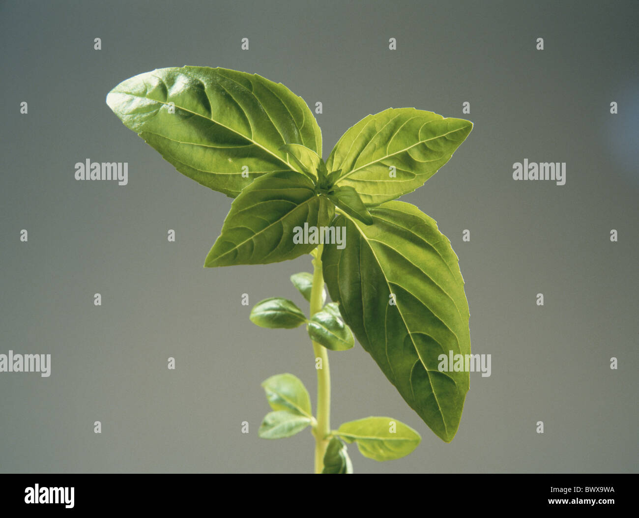 basil leaves freshly herbs tops handle stem spice Food food eating ...