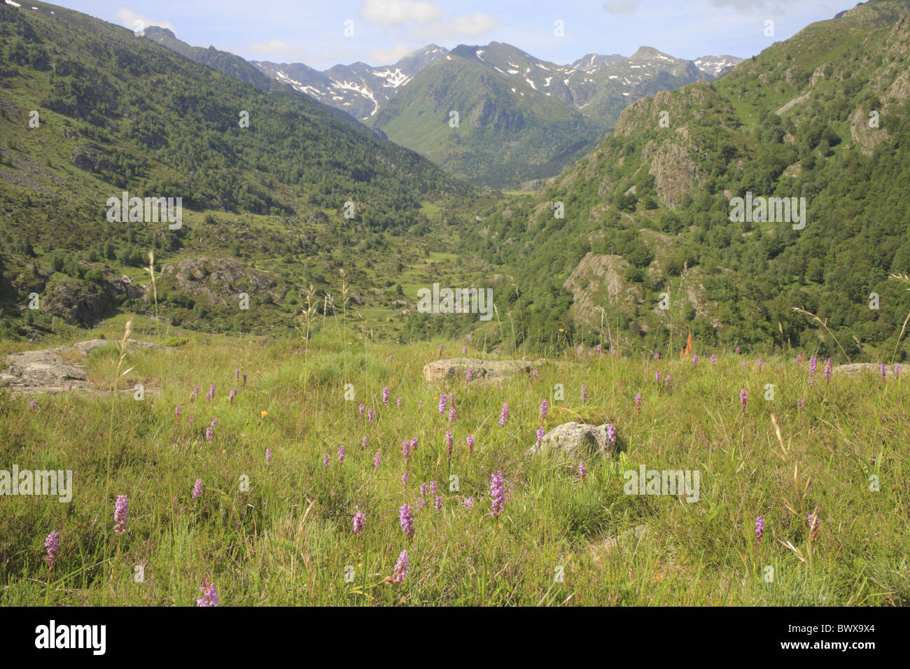 France French Pyrenees ariege nature natural wild wildlife environment ...