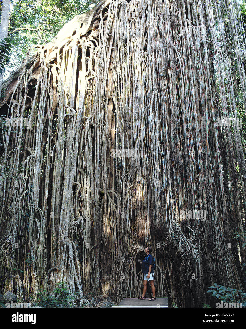 Australia ficus Virens woman lianas Queensland curtain fig tree tree ...