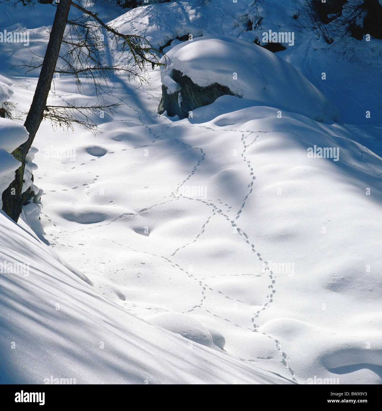 snow scenery animal tracks winter snow background Switzerland Stock ...