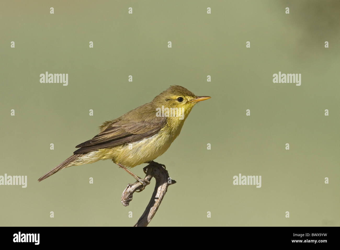 Melodious warblers hi-res stock photography and images - Alamy