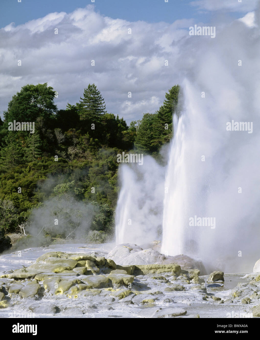 outbreak trees steam vapor geyser north island NZ Pohutu geyser ...