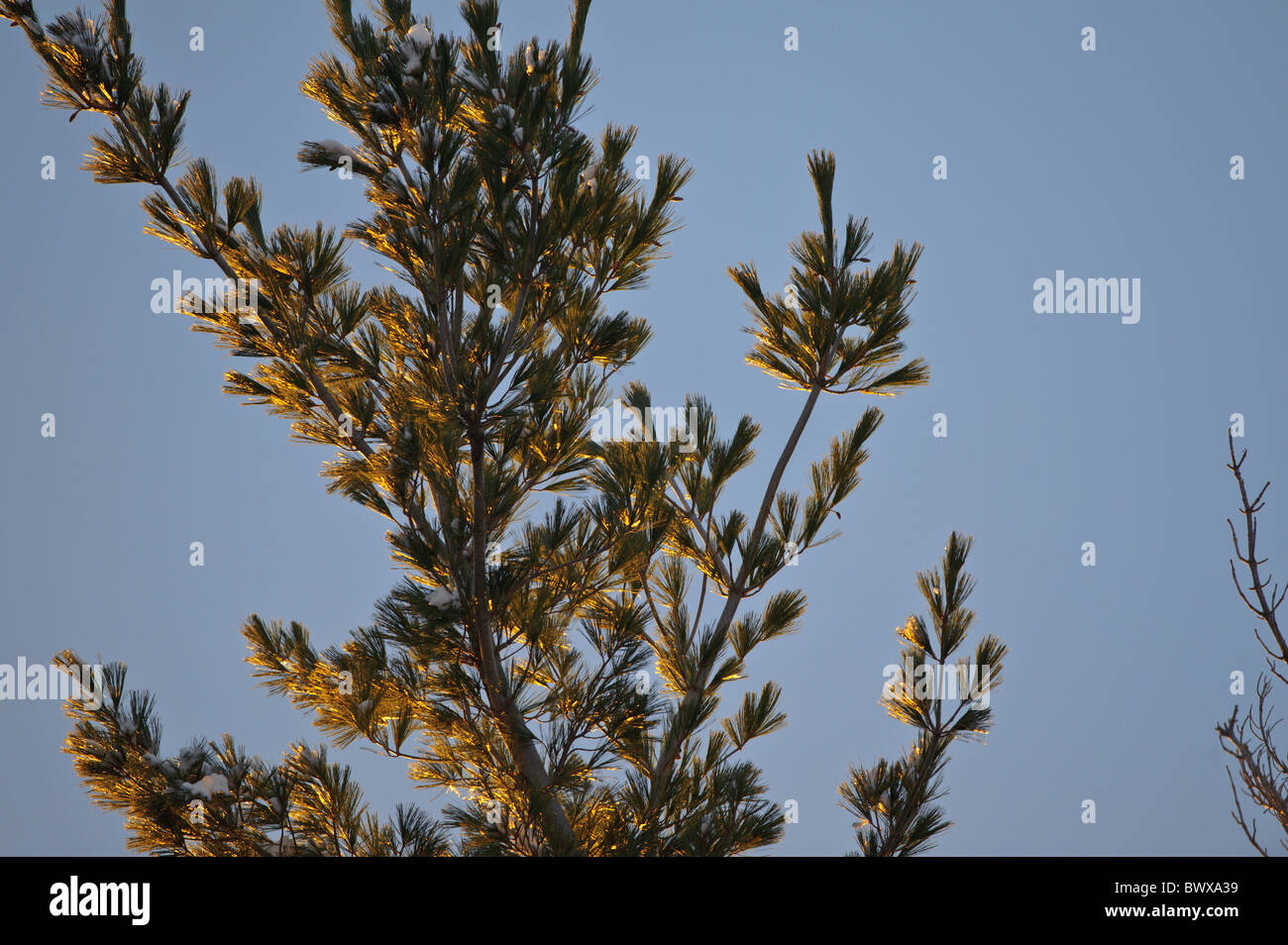New brunswick tree canada hi-res stock photography and images - Alamy