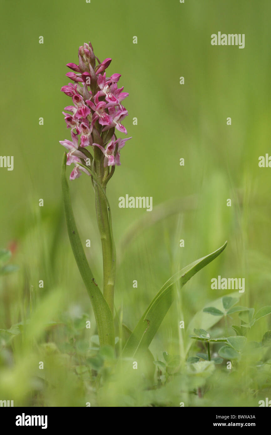 Early Marsh Orchid Dactylorhiza incarnata Stock Photo - Alamy