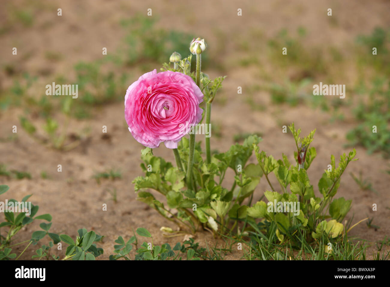Persian Buttercup Ranunculus asiaticus flowering Stock Photo - Alamy