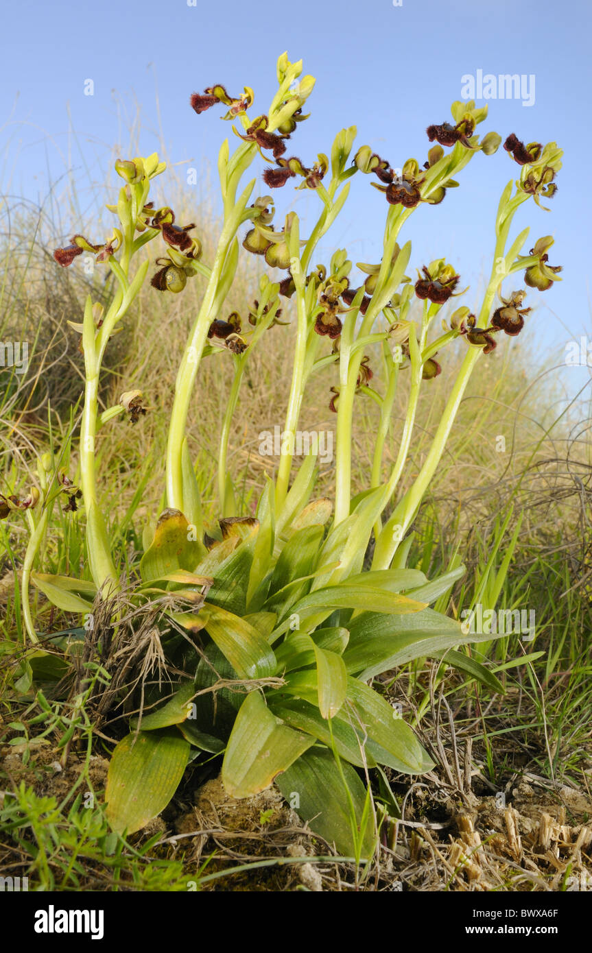 Ophrys speculum Ophris vernixia Sicily mediterranean orchid flora ...