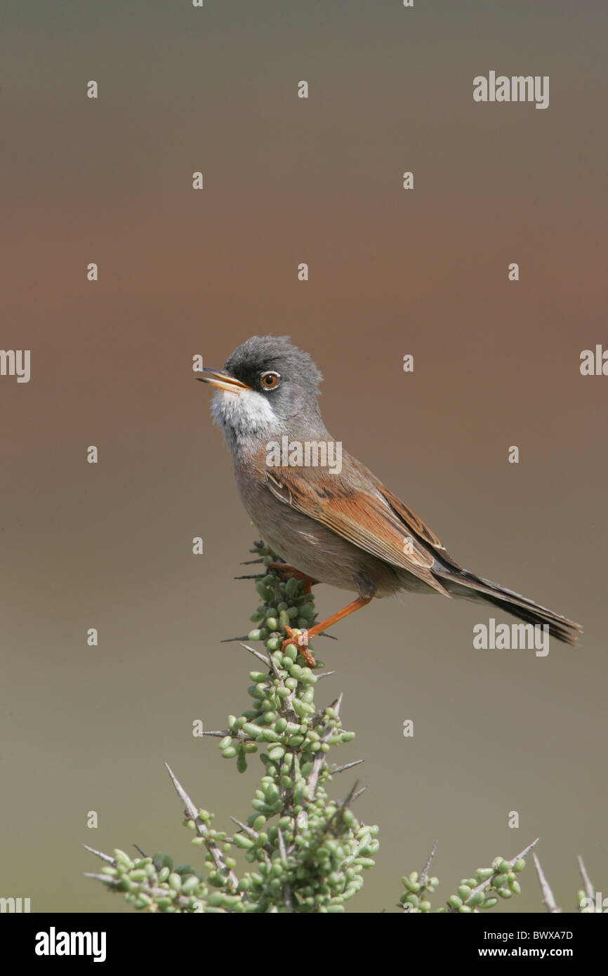 Spectacled warbler sylvia conspicillata hi-res stock photography and ...