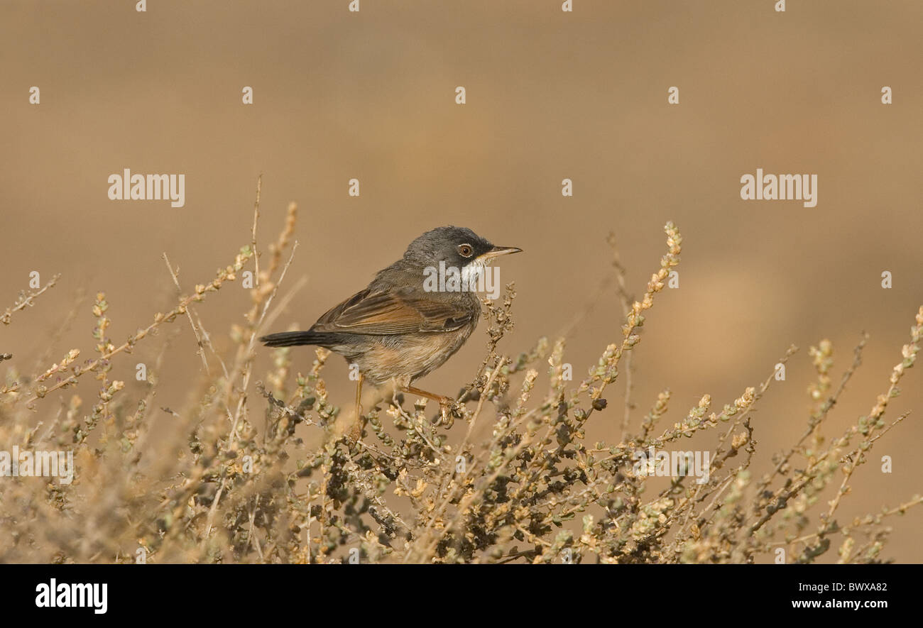 Spectacled warbler sylvia conspicillata hi-res stock photography and ...