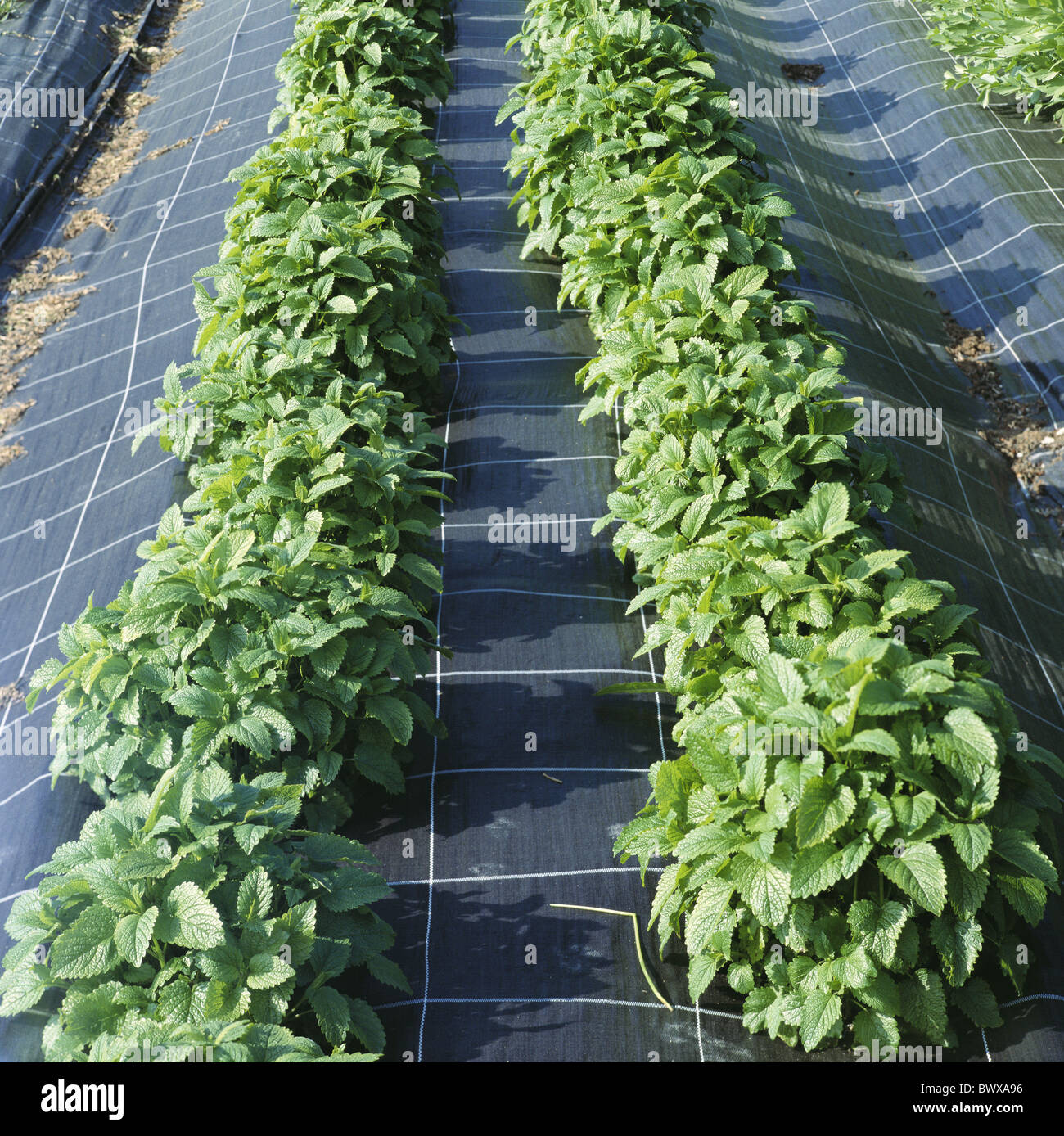 cultivation foil folio useful plants peppermint rows black tea hothouse ...