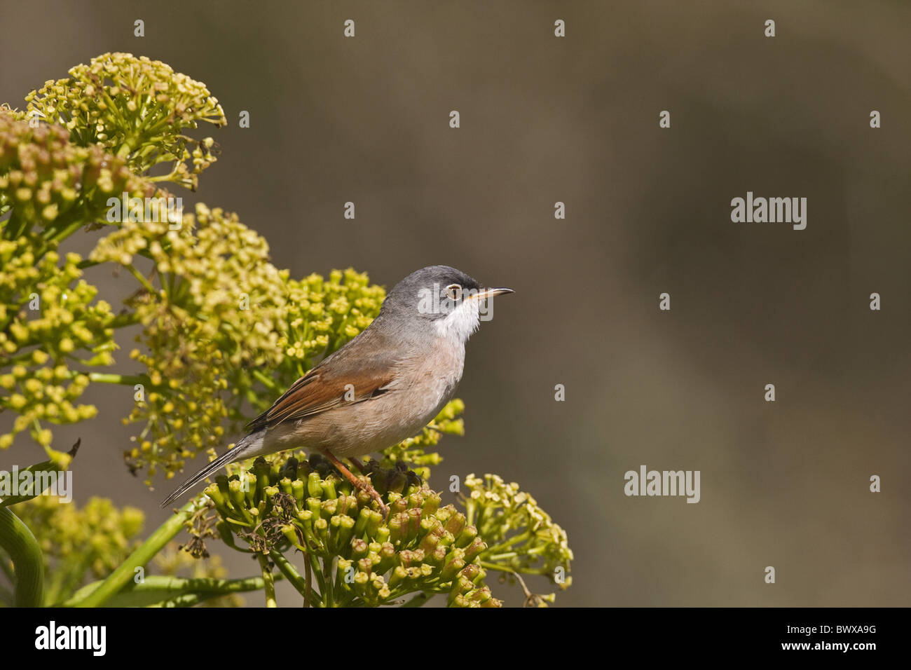 Spectacled Warbler (Sylvia conspicillata orbitalis) adult male, perched ...