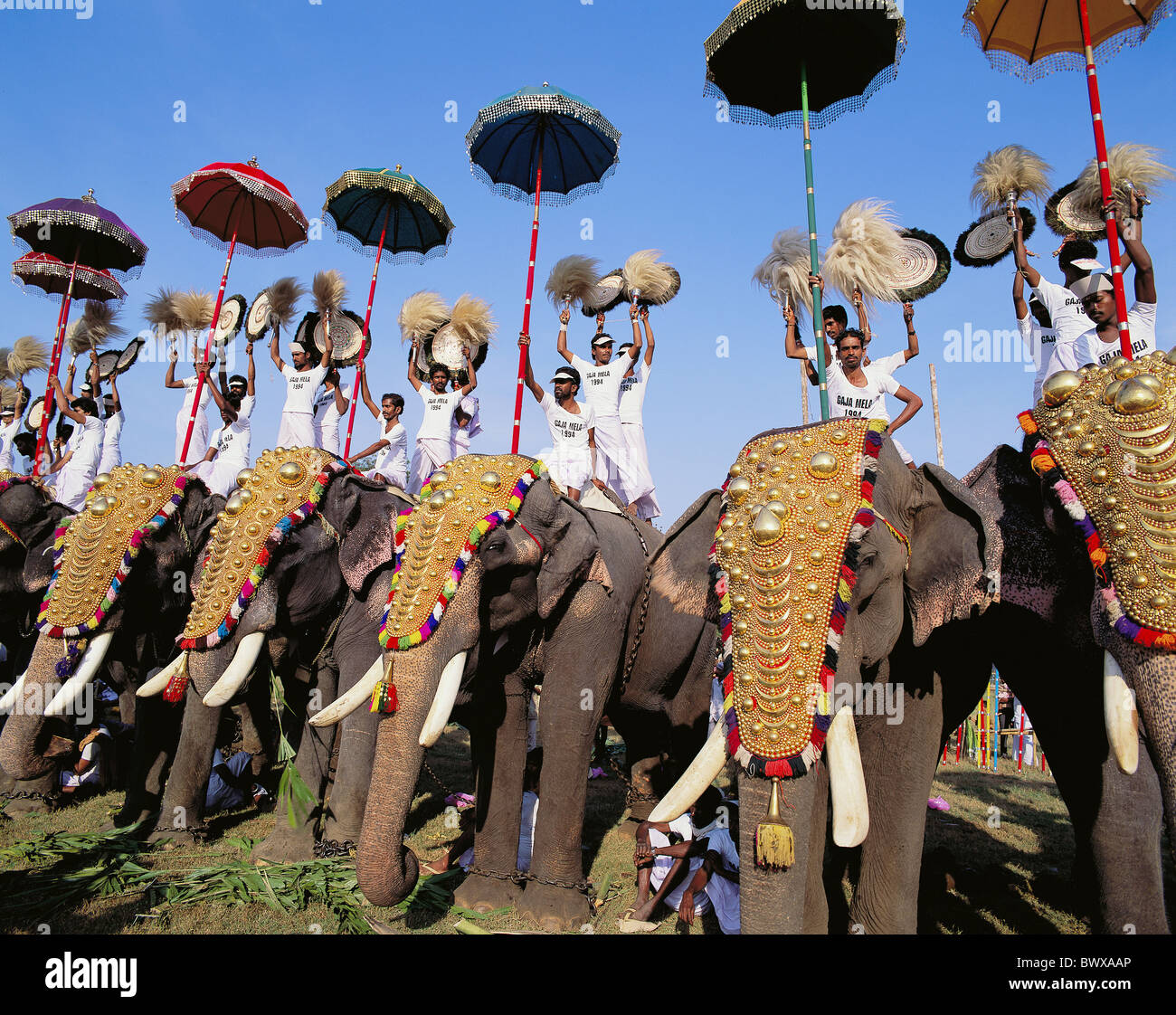 India Asia Kerala elephants relocation move elephant one row decorated ...