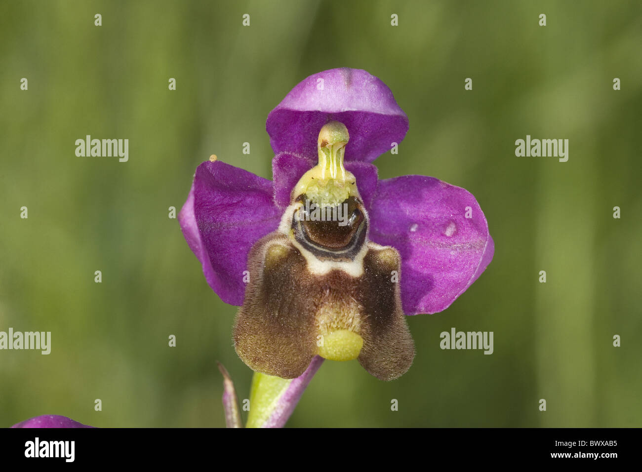Late Spider Orchid Ophrys fuciflora flowering Stock Photo - Alamy