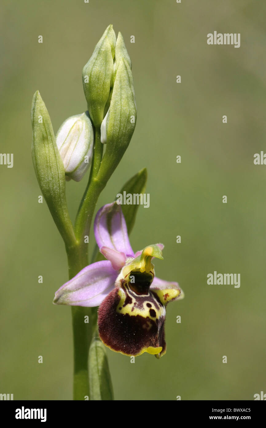 Late Spider Orchid Ophrys fuciflora flowering Stock Photo - Alamy