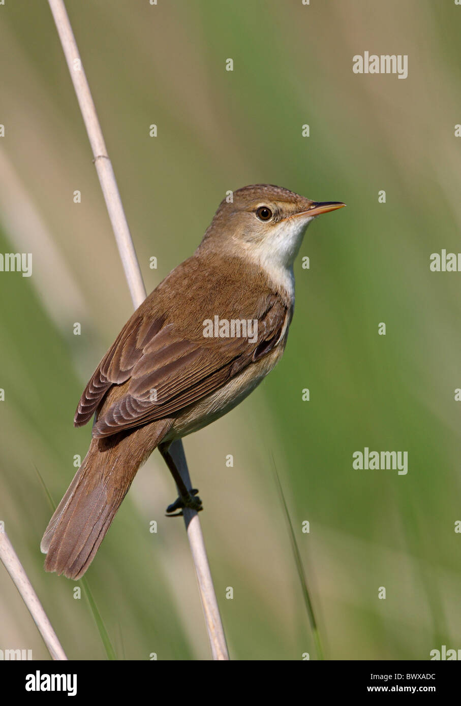 Eurasian Reed-warbler (Acrocephalus scirpaceus) adult, perched on reed ...