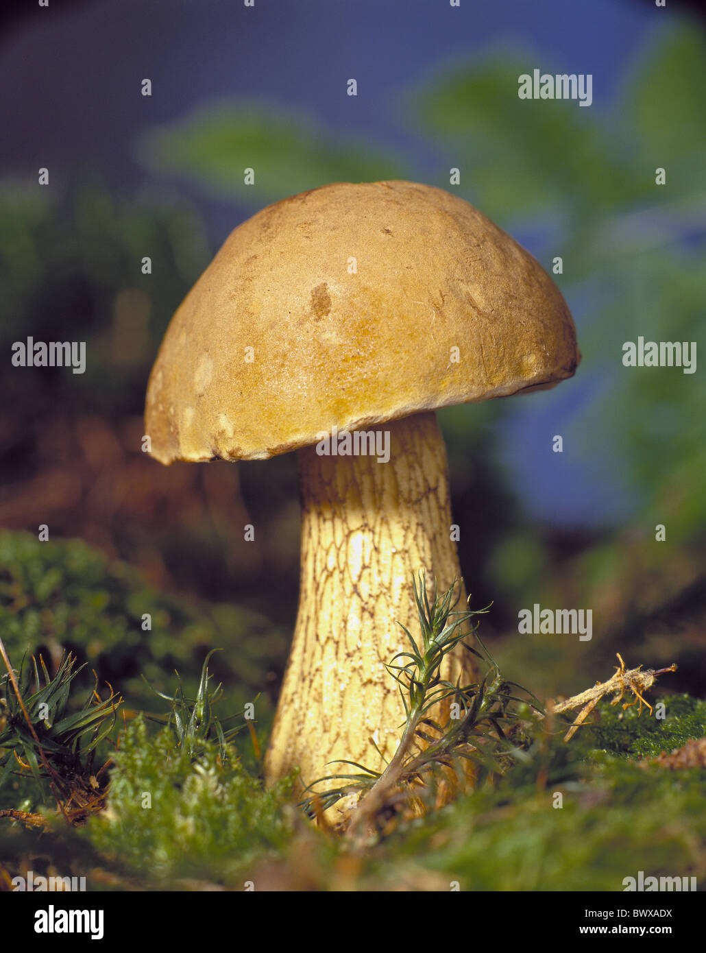 mushroom enjoyable bitter bolete moss Tylopilus felleus food eating ...