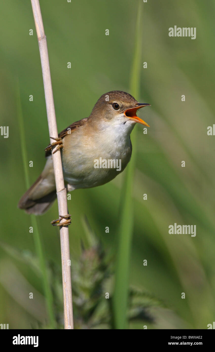 Eurasian Reed-warbler (Acrocephalus scirpaceus) adult male, singing ...