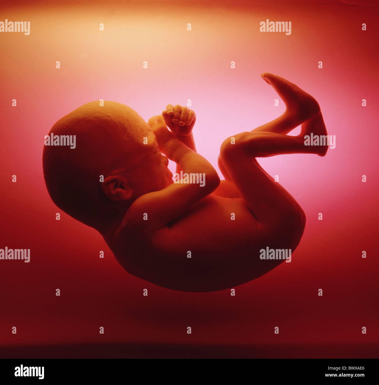 embryo development creation foetus birth medicine anatomy head army ...