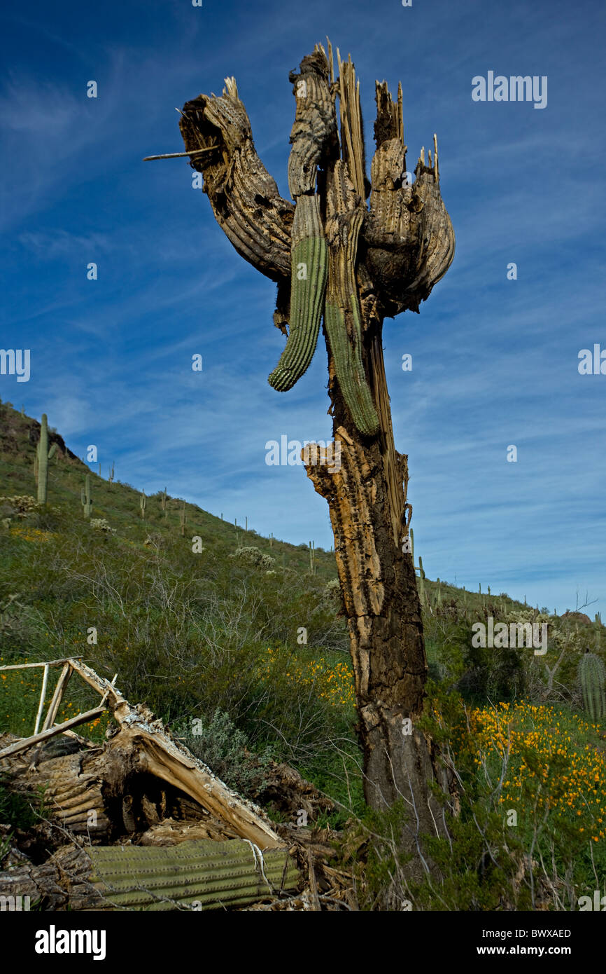 Dying cactus hi-res stock photography and images - Alamy