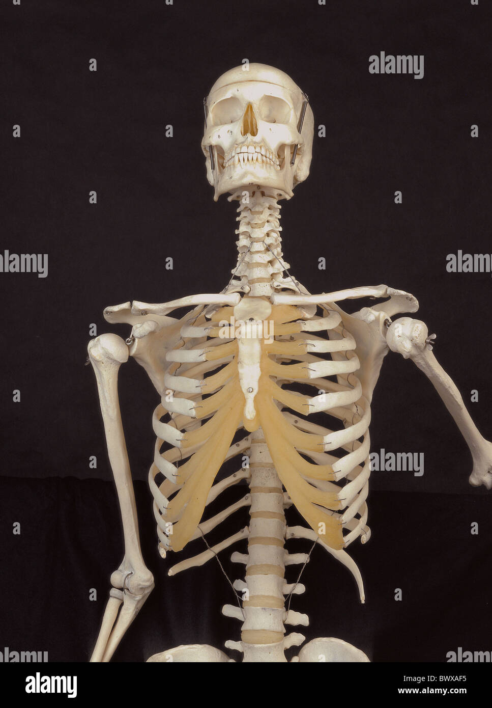 medicine anatomy skeleton person chest backbone skull Stock Photo - Alamy