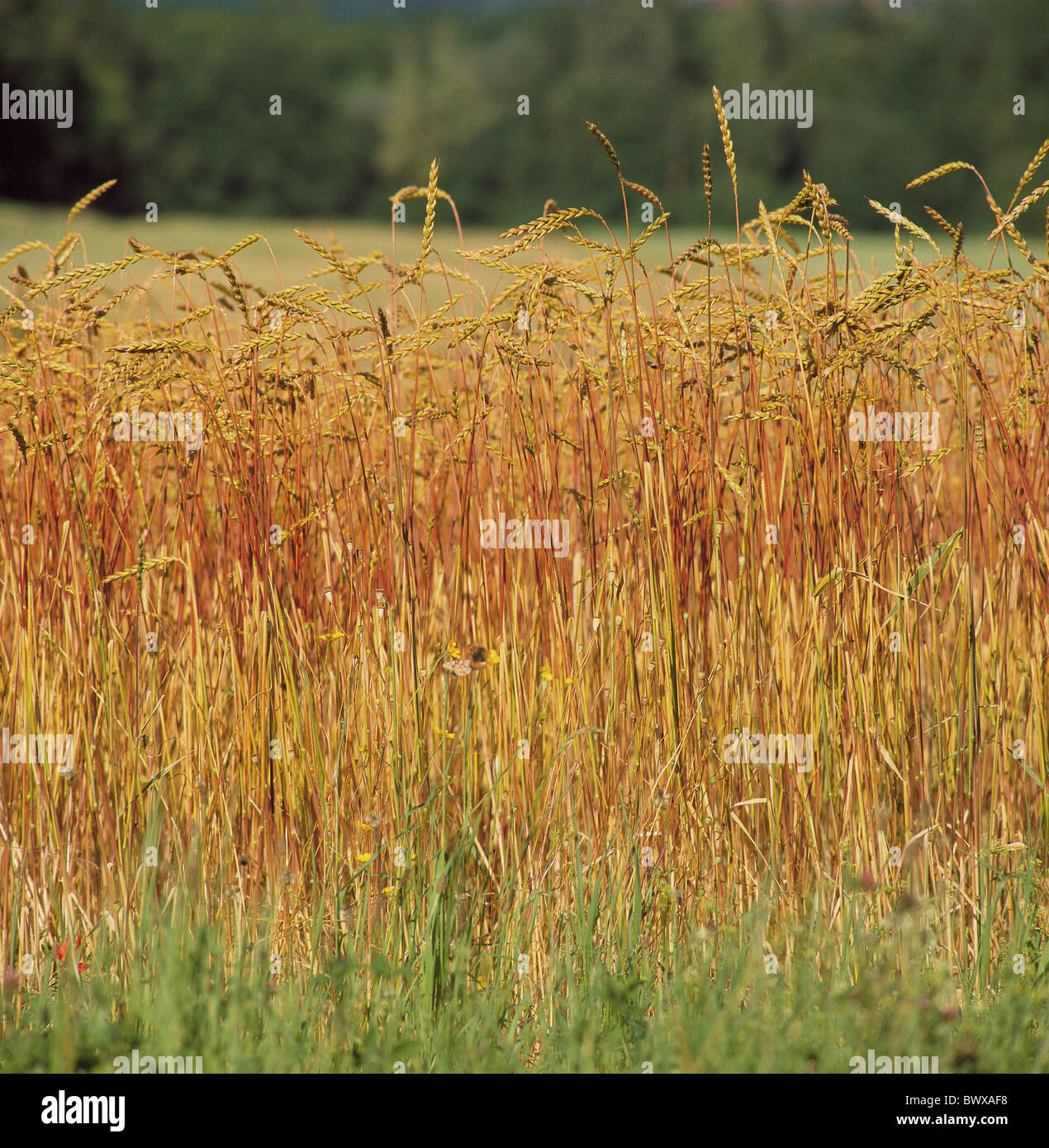 useful plants grain spelt field grain field agriculture Stock Photo - Alamy