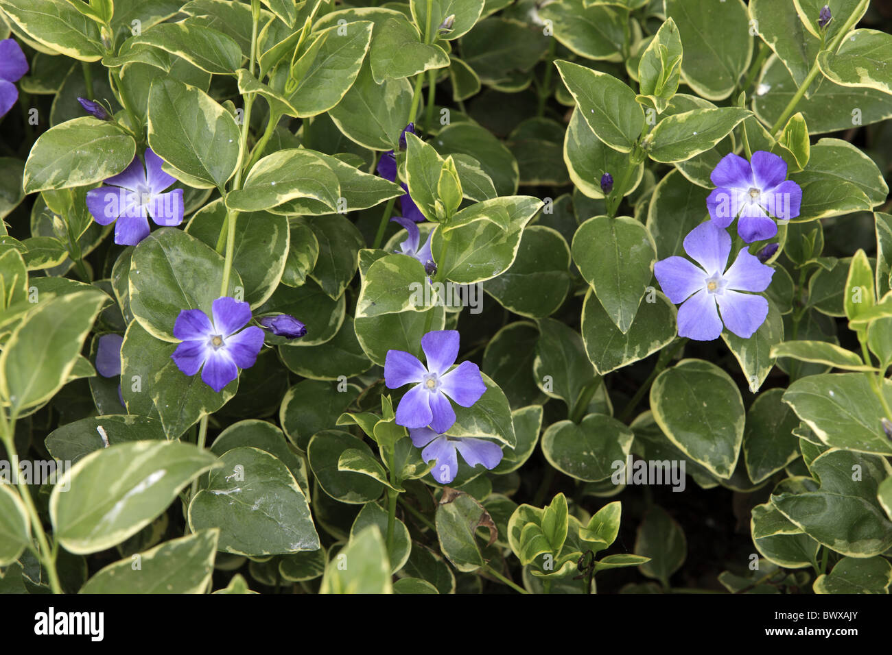 Greater periwinkle wildflower hi-res stock photography and images - Alamy