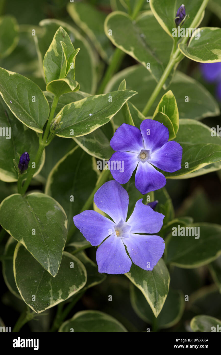 Greater Periwinkle Vinca major flowering garden Stock Photo - Alamy