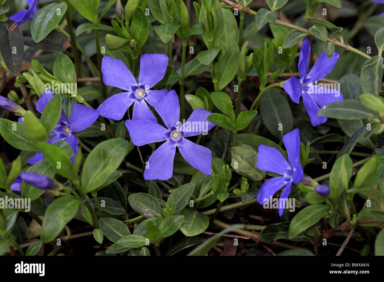 Vinca Plants High Resolution Stock Photography and Images - Alamy