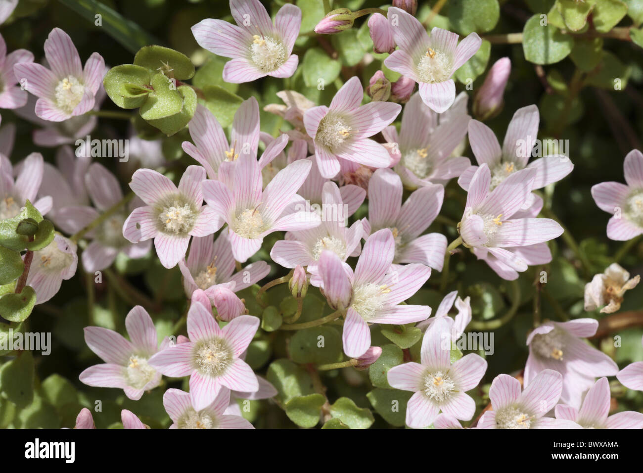 Anagallis tenella bog pimpernel nature natural wild wildlife ...