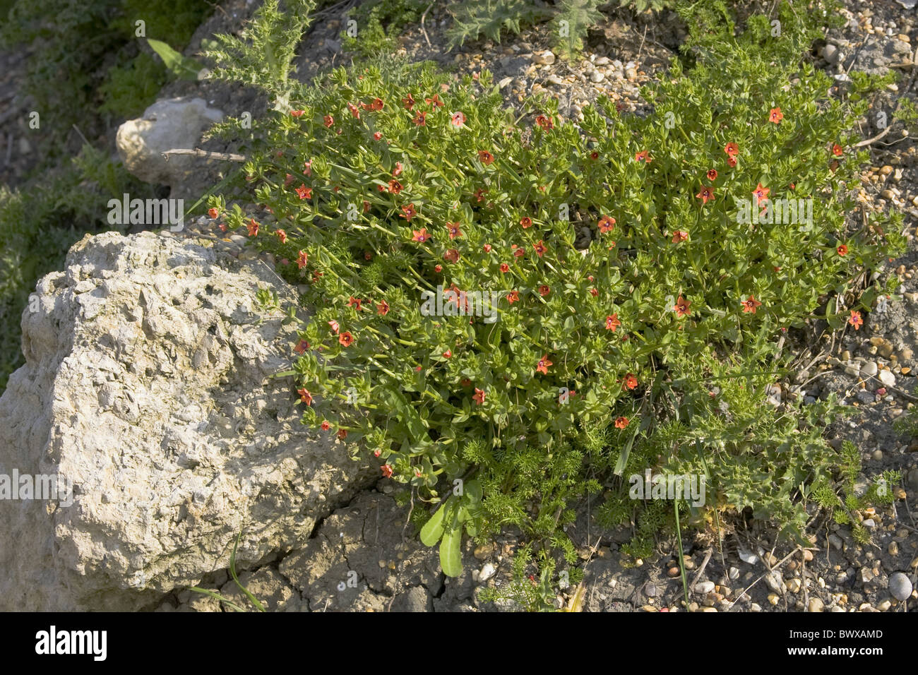 Bloom Blooms Scarlet Pimpernel Anagallis arvensis Orange Flower ... Bloom Blooms Scarlet Pimpernel Anagallis arvensis Orange Flower ...