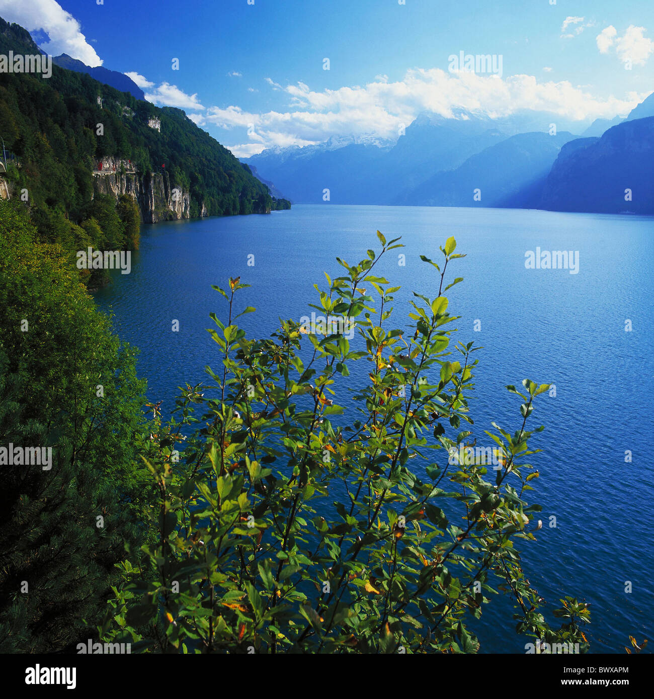 trees mountains scenery panorama Switzerland Europe shore Uri ...