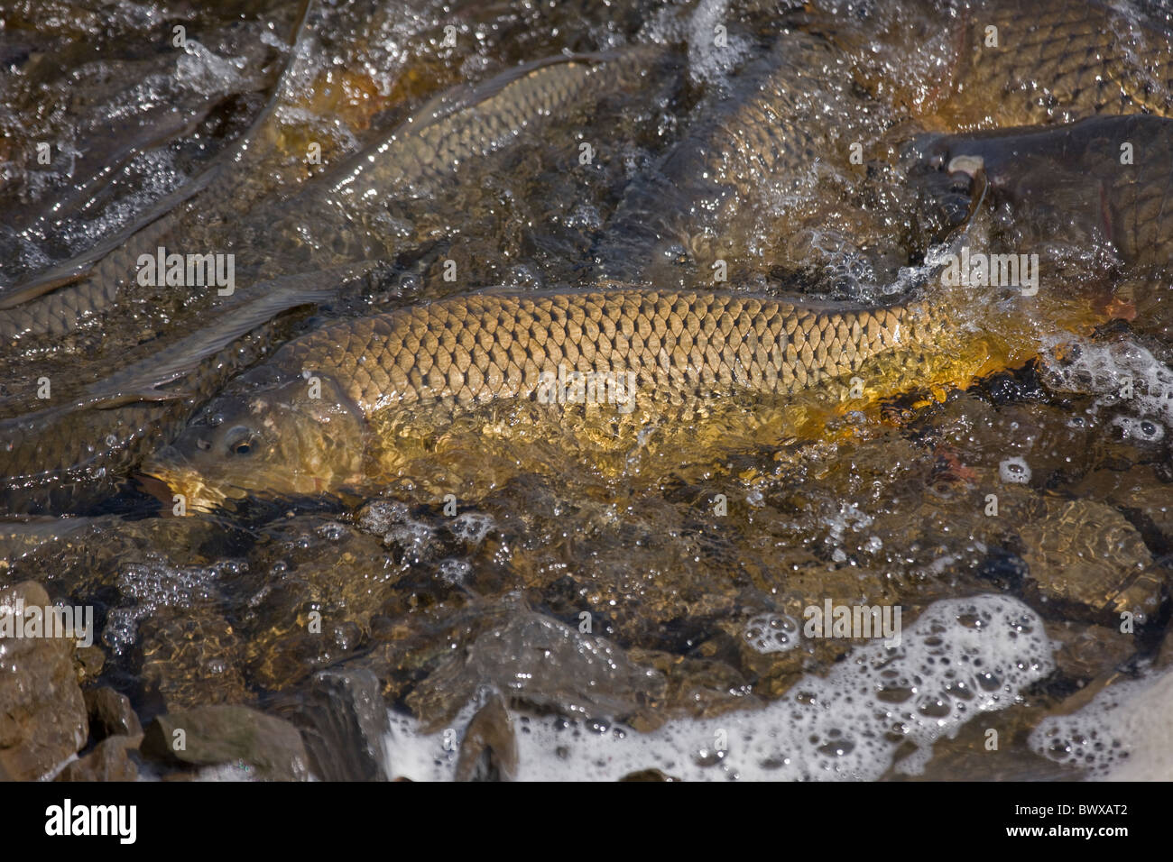 Carp (Cyrinus carpio) New York USA Swimming up channel from canal in ...