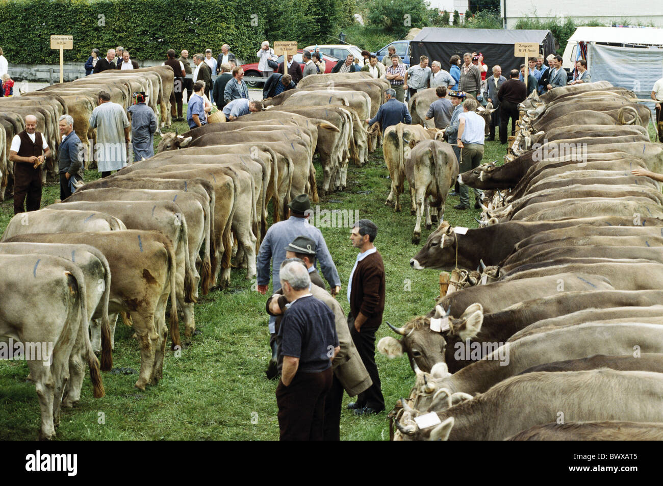 cows folklore farmers canton Appenzell Switzerland Europe cows cattle ...