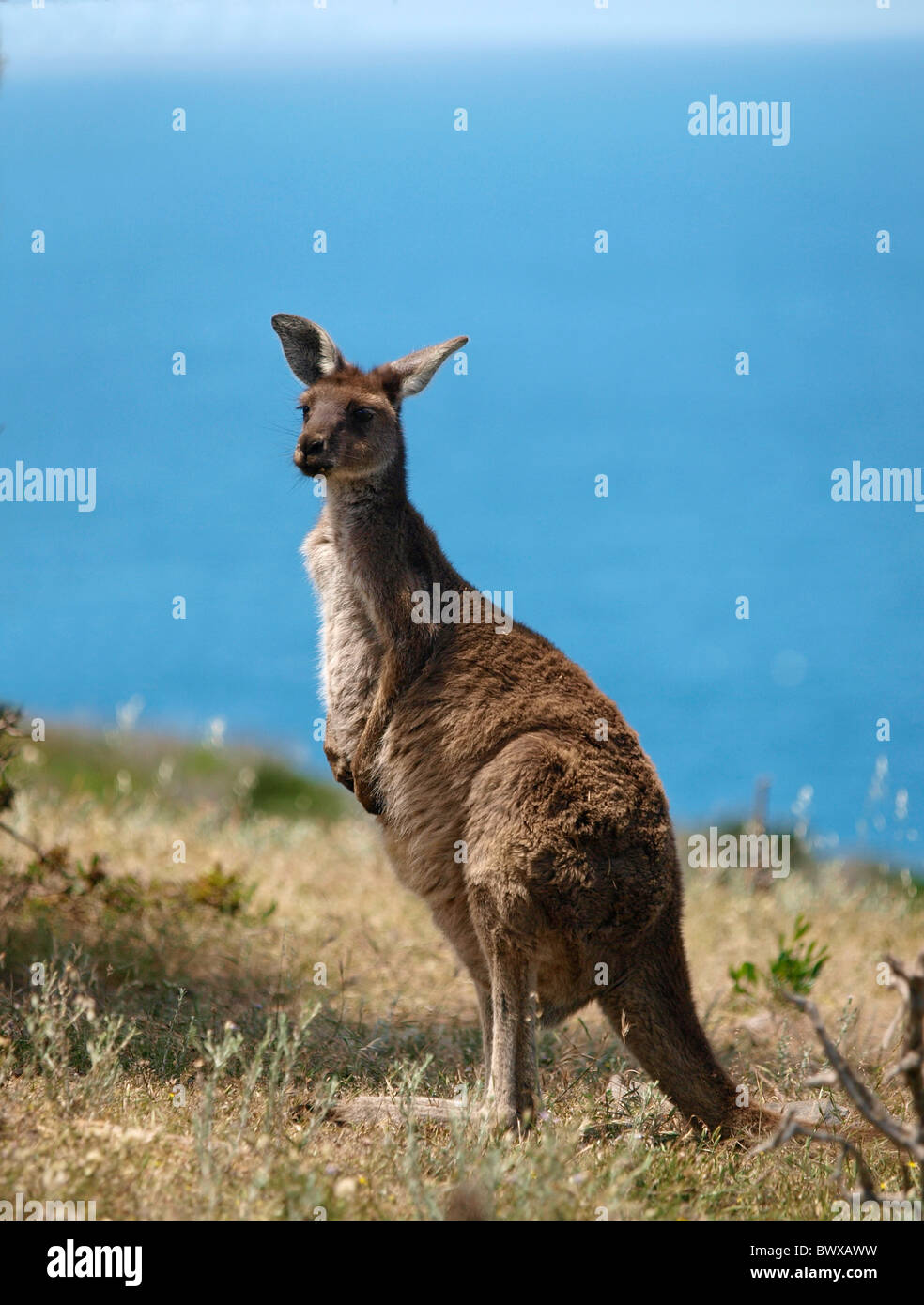 Conservation park hi-res stock photography and images - Alamy