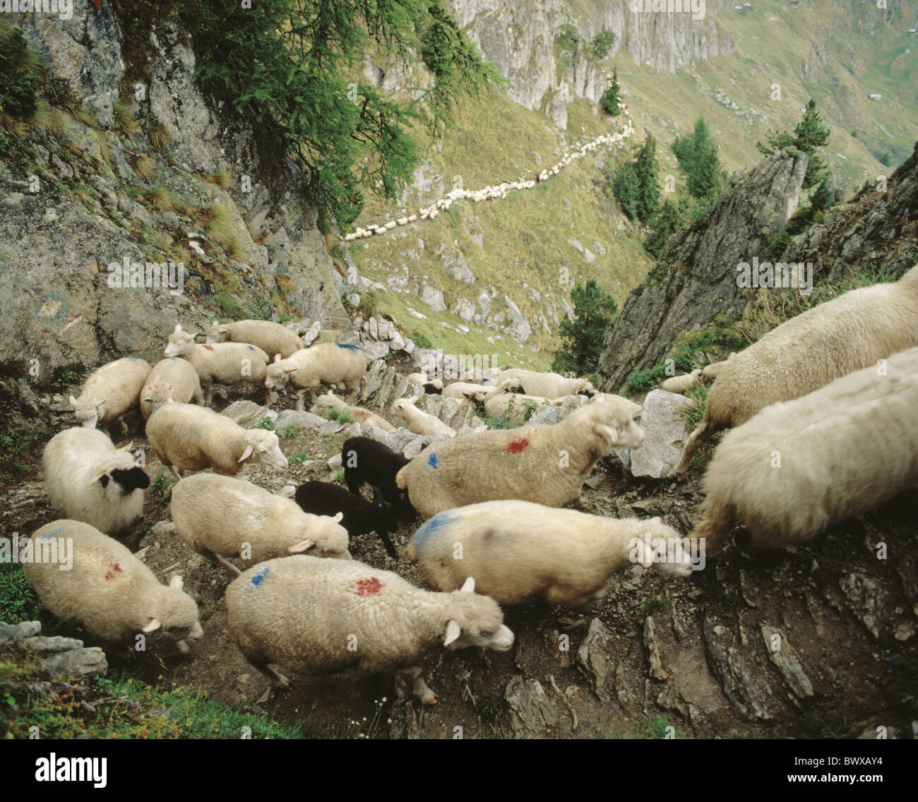 alpine Alps Belalp mountains Switzerland Europe mountain slope sheep ...