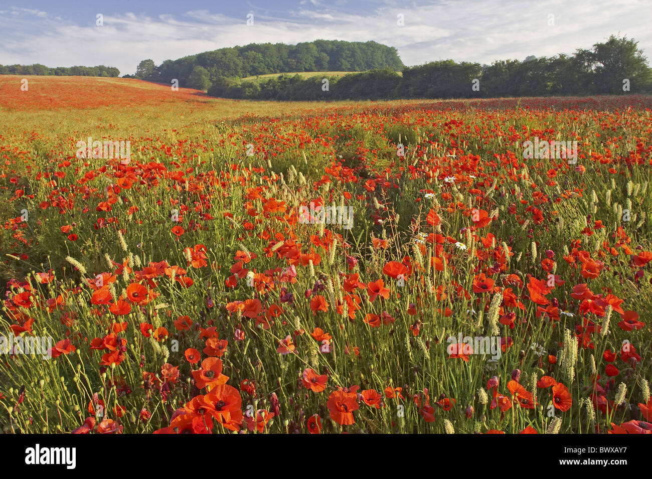 red colour common poppy poppies Cotswolds England flowers Papaver ...