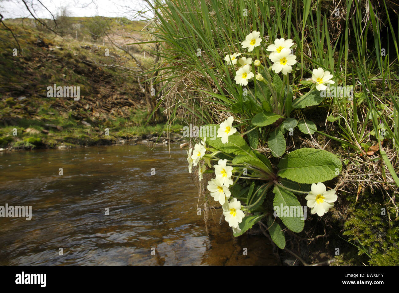 primula vulgaris primrose nature natural wild wildlife environment ...
