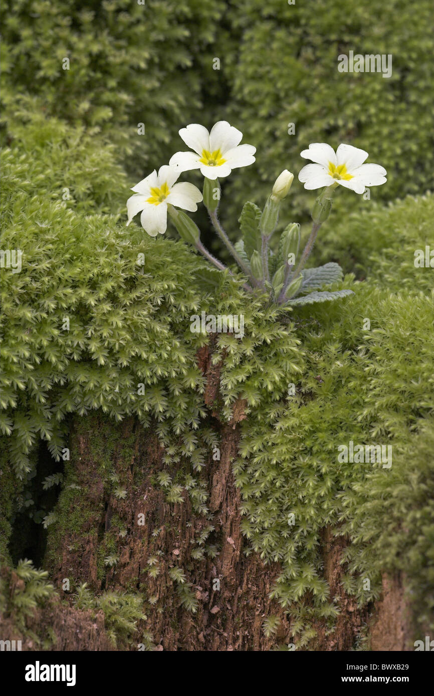 flower flowers plant plants primrose primroses europe european ...