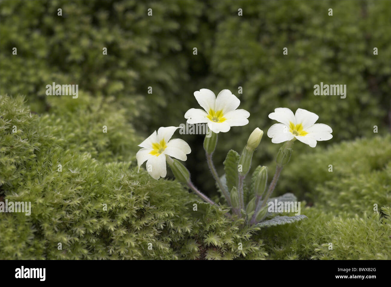 flower flowers plant plants primrose primroses europe european ...